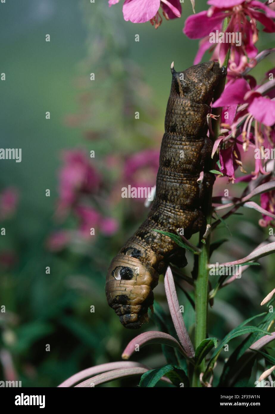 ELEPHANT HAWKMOTH larva Deilephila elpenor on flower, Credit:Robert ...