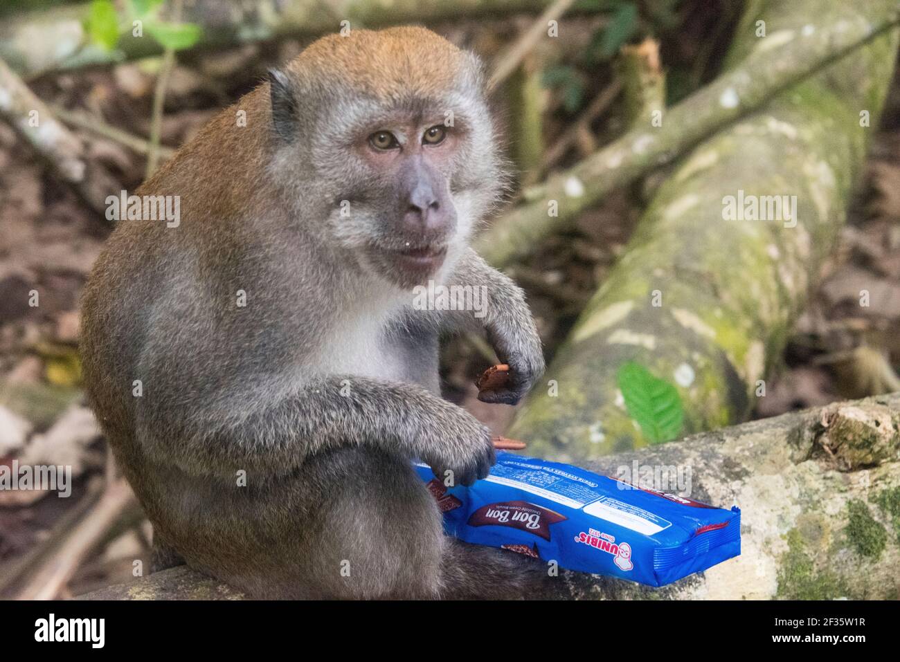 Monkey stealing food hi-res stock photography and images - Alamy