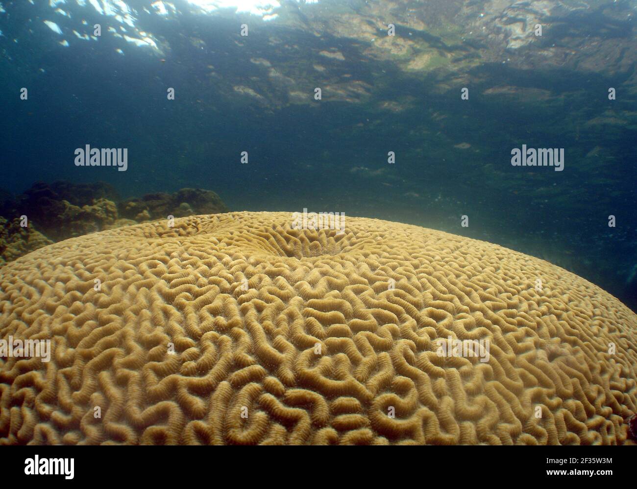 Mussidae hi-res stock photography and images - Alamy