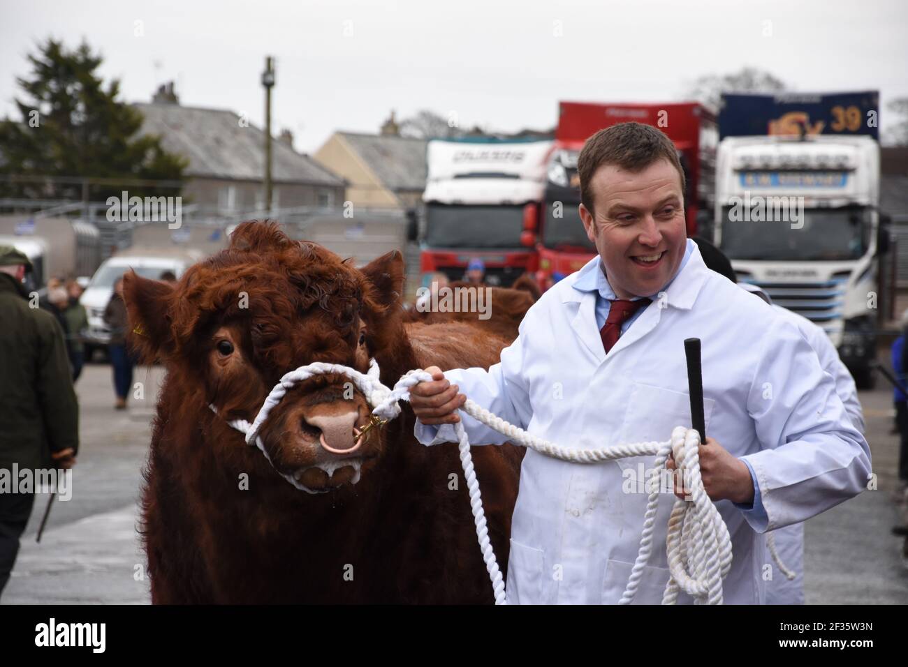 Luing bulls on parade, Wallets Marts, Castle Douglas, Dumfries ...
