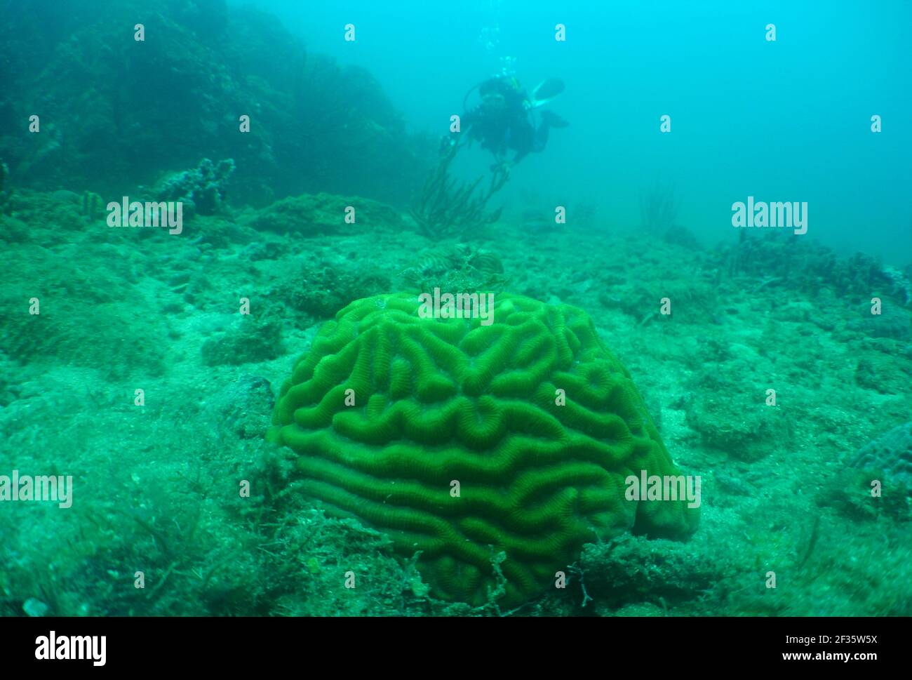 A stony coral called Mussidae grown on the bottom of the sea Stock ...