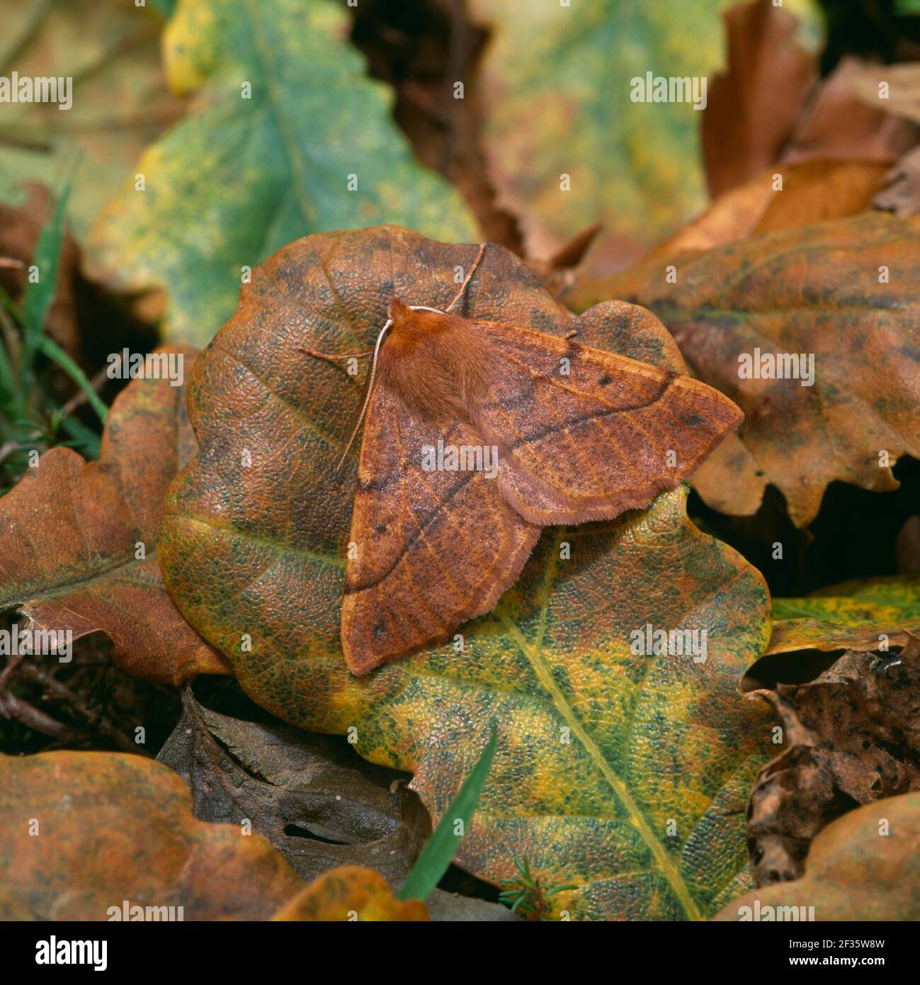 Feathered thorn moth hi-res stock photography and images - Alamy