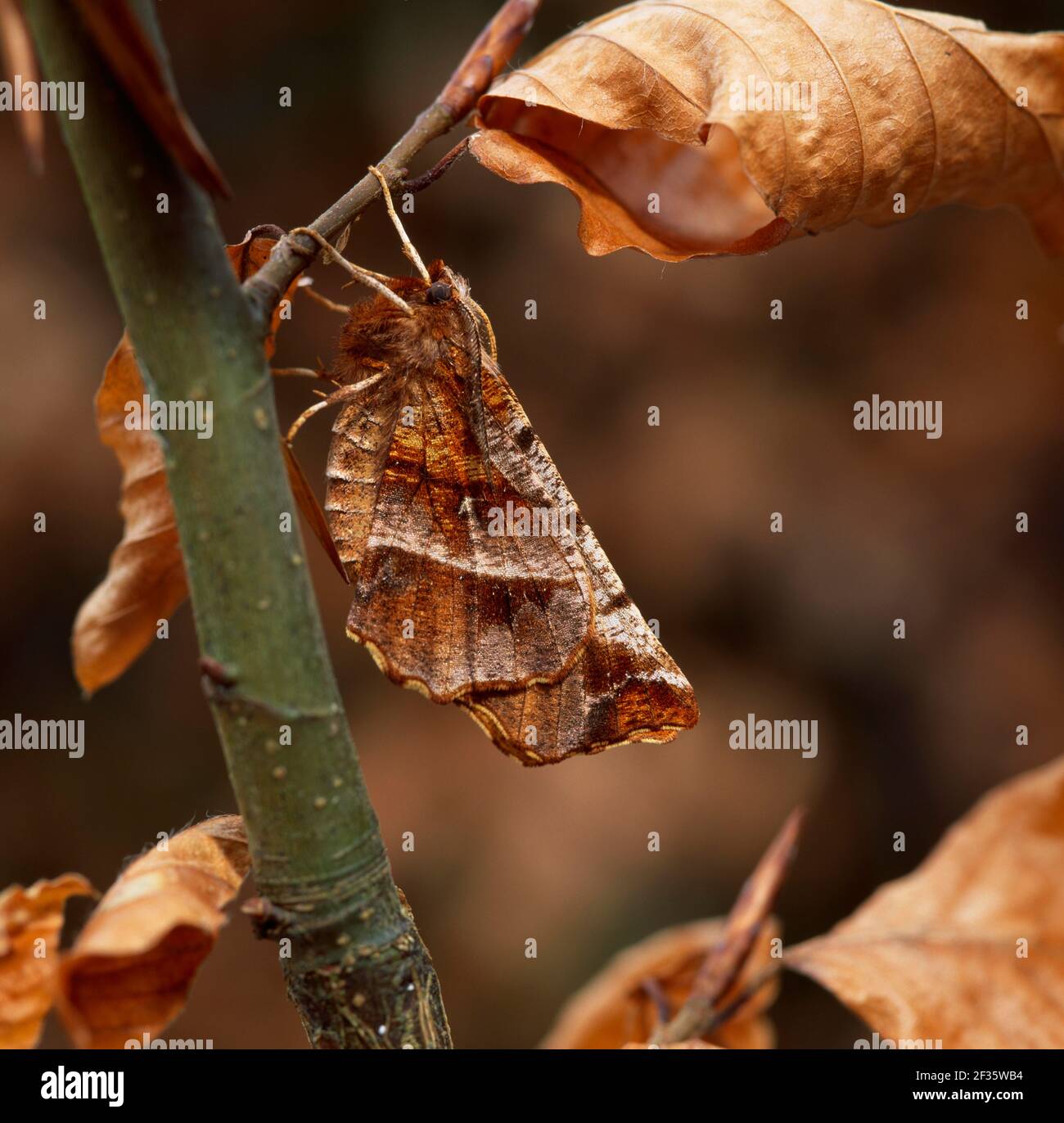 EARLY THORN MOTH Selenia dentaria The Argory (National Trust) Armagh ...