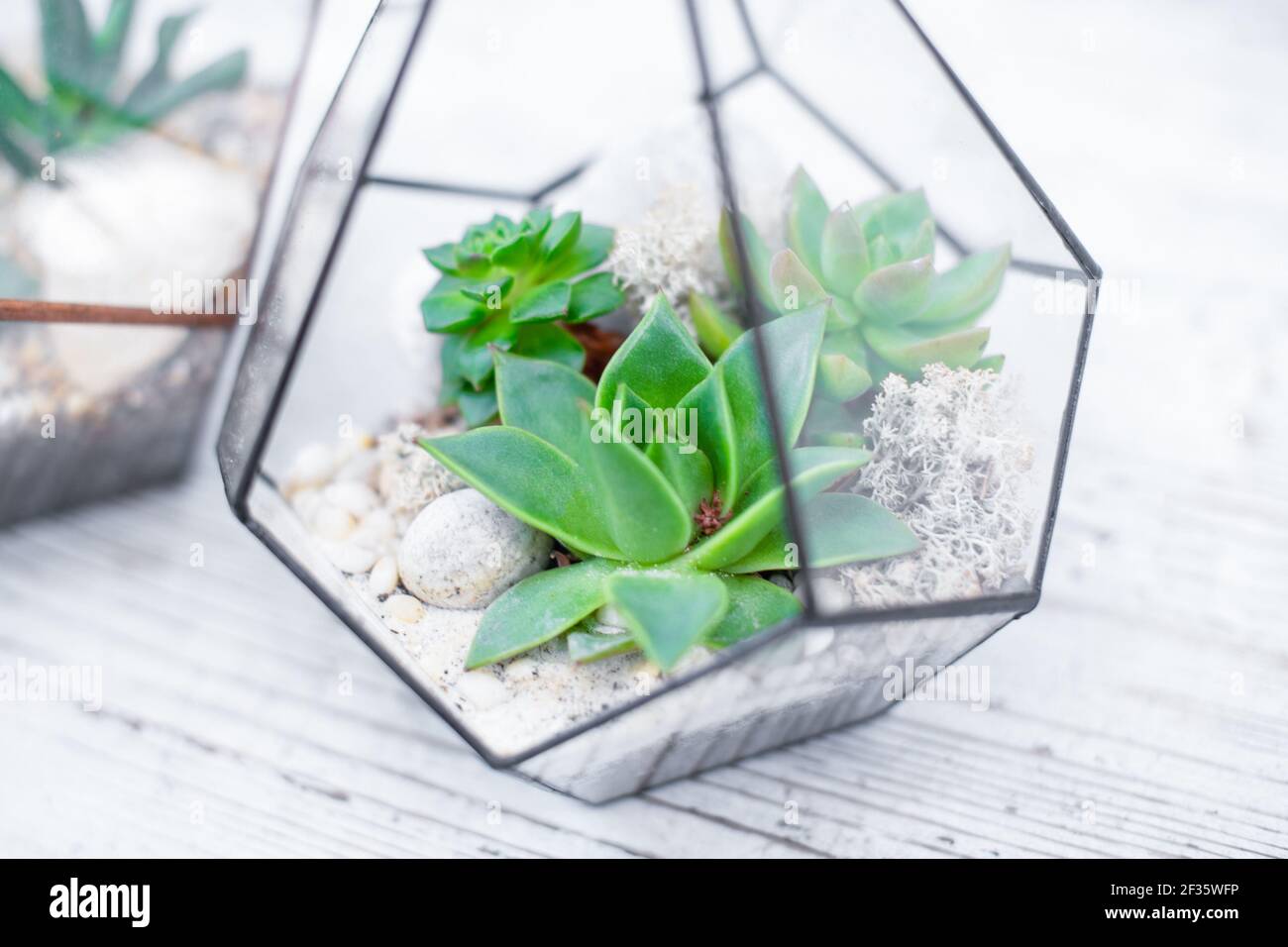 Glass garden cloche hi-res stock photography and images - Alamy