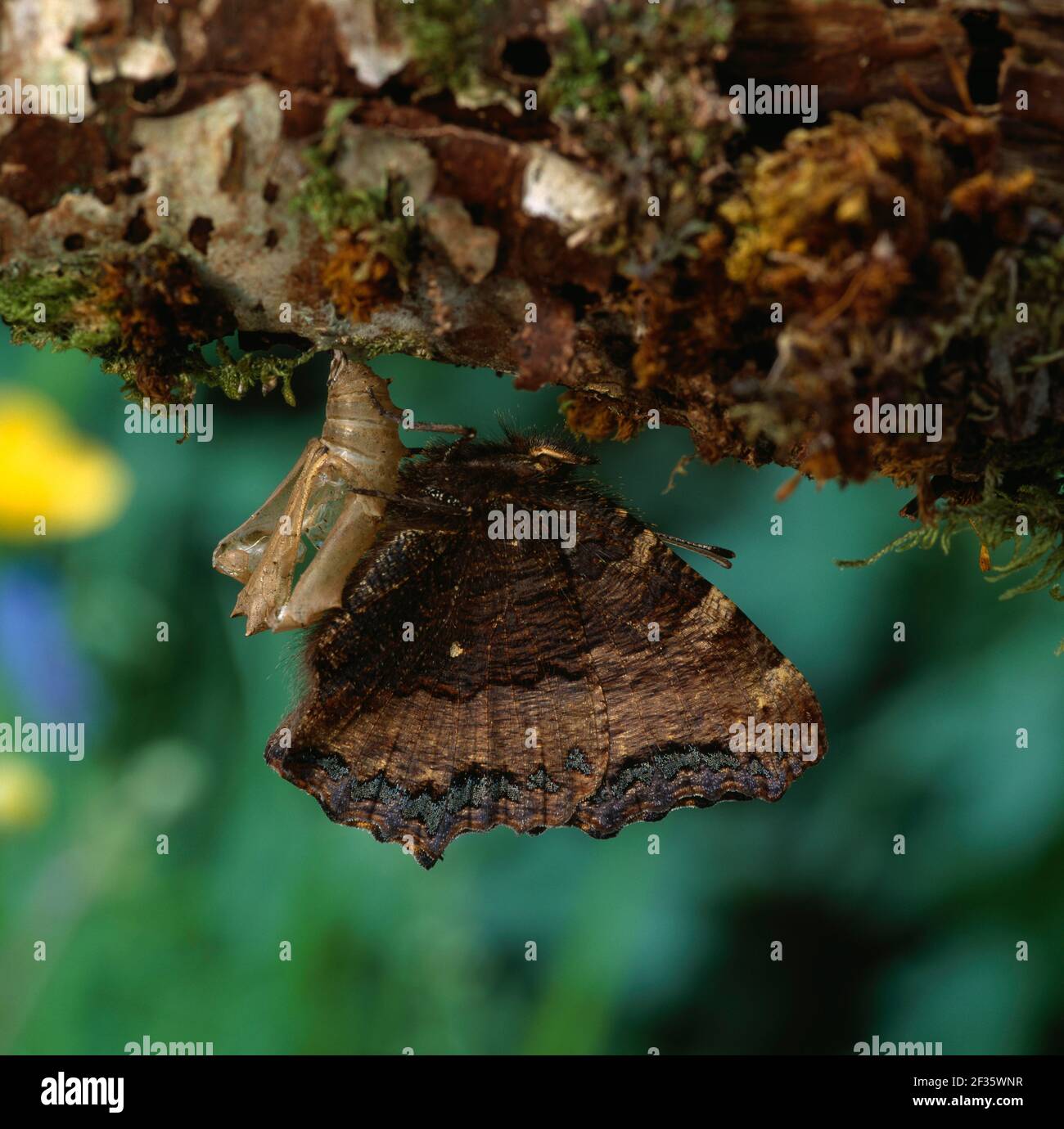 Large tortoiseshells hi-res stock photography and images - Alamy