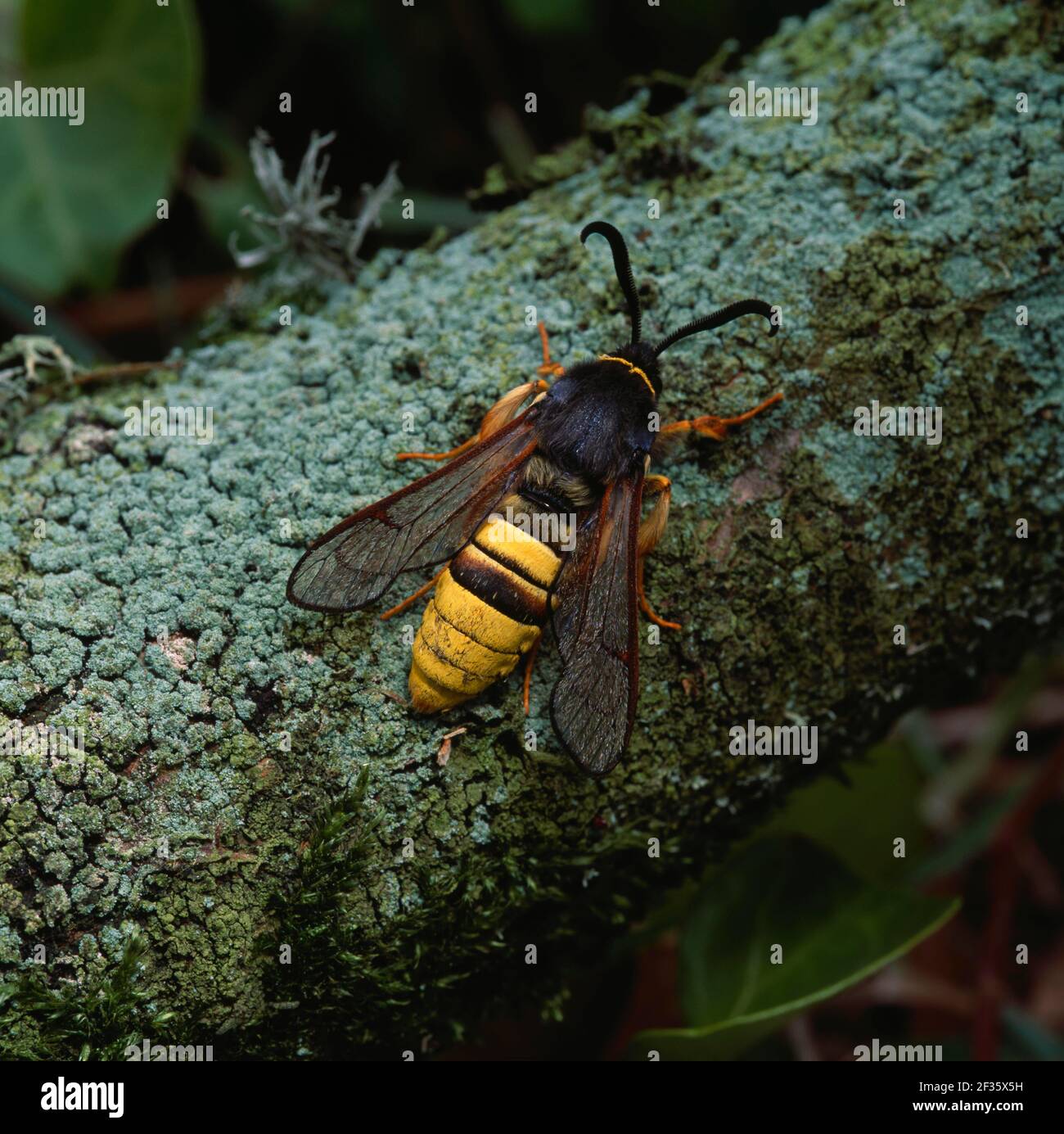 Hornet southern england uk hi-res stock photography and images - Alamy
