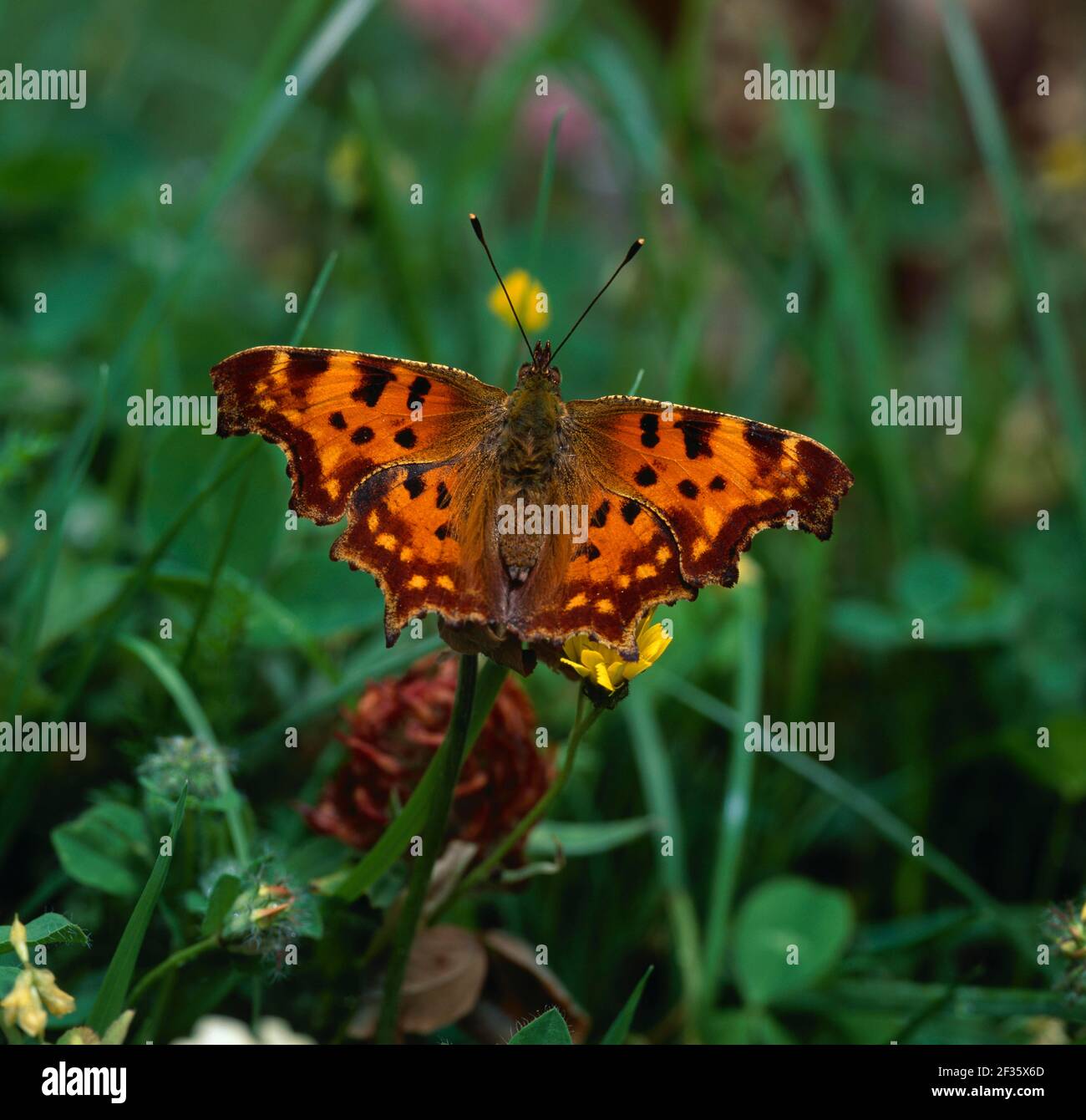 COMMA BUTTERFLY on flower Polygonia comma-album Kandersteg, Switzerland ...