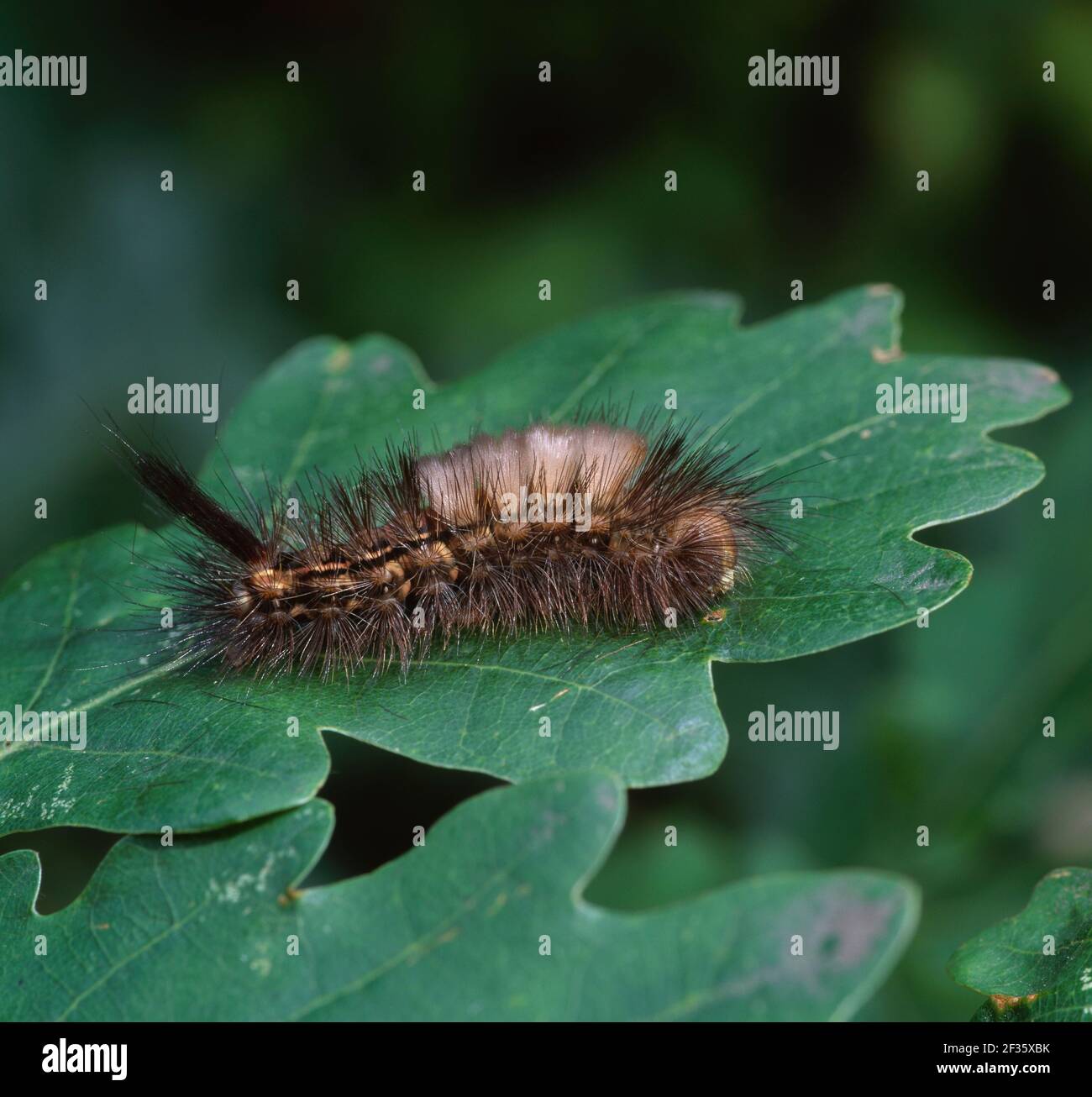 PALE TUSSOCK MOTH larva Calliteara pudibunda Annagarriff Wood National ...