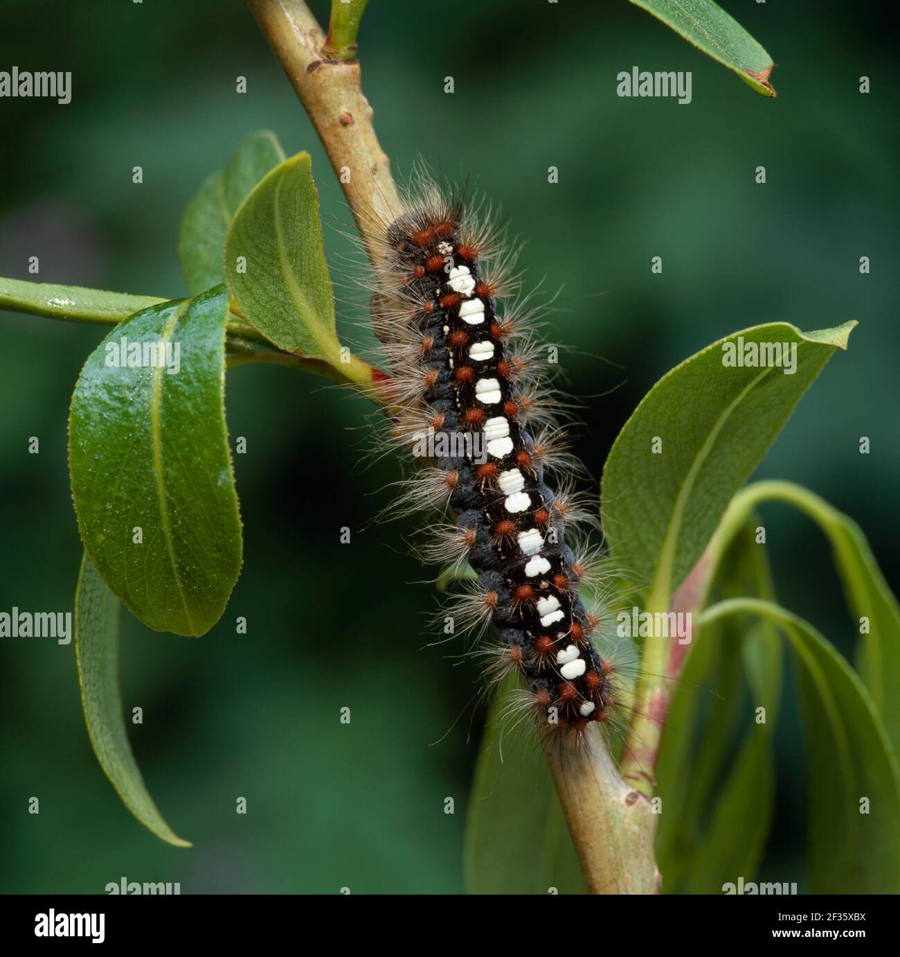 White satin moth hi-res stock photography and images - Alamy