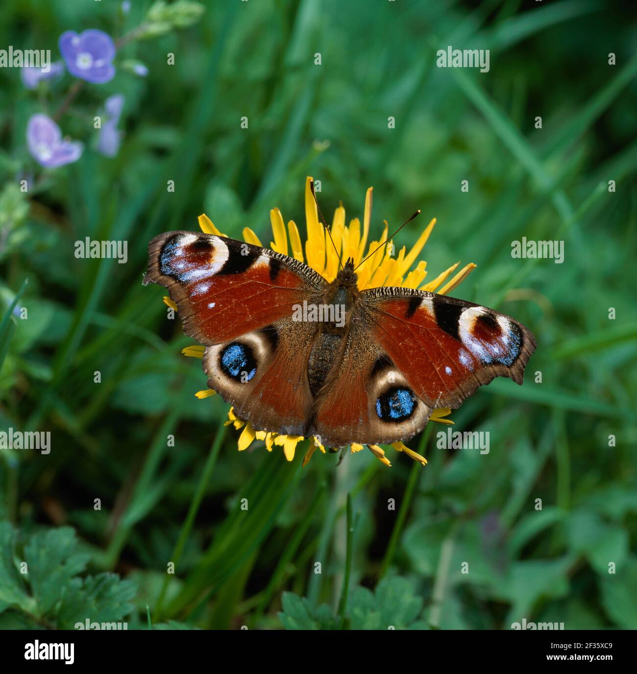 PEACOCK BUTTERFLY on flower April Inachis io Brackagh Moss NNR ...