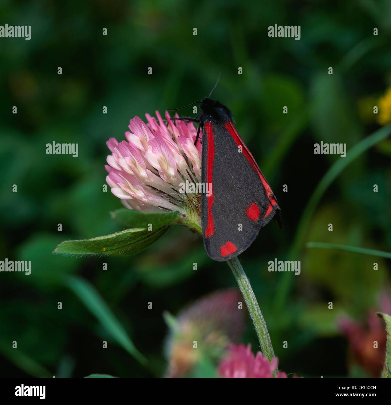 CINNABAR MOTH on clover Tyria jacobaeae Murlough National Nature ...