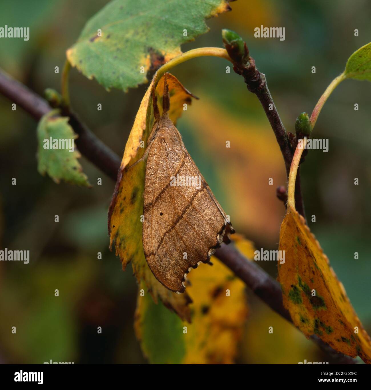 Birch tip moth hi-res stock photography and images - Alamy