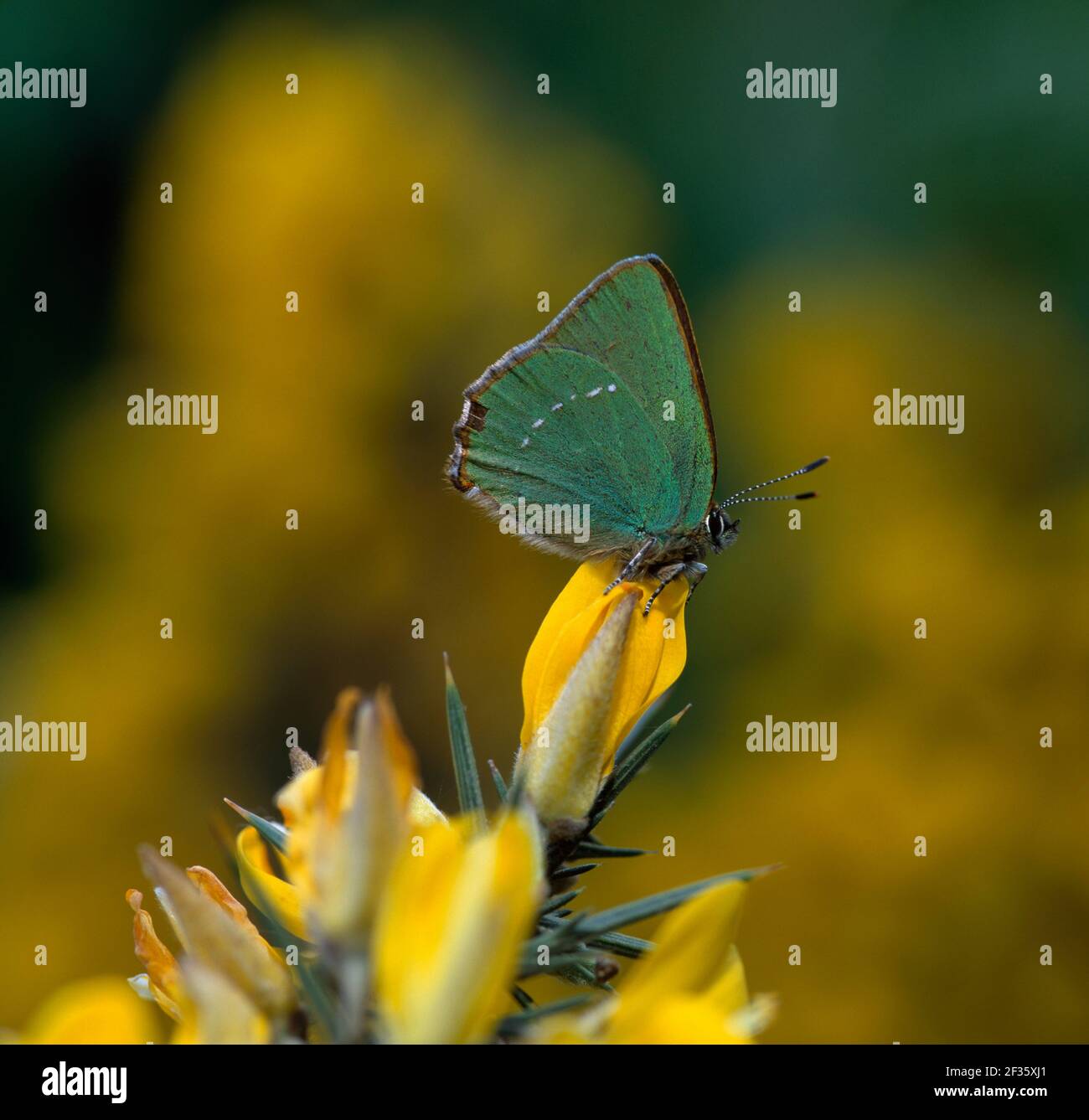 GREEN HAIRSTREAK BUTTERFLY Callophrys rubi on gorse. Montiaghs Moss NNR ...