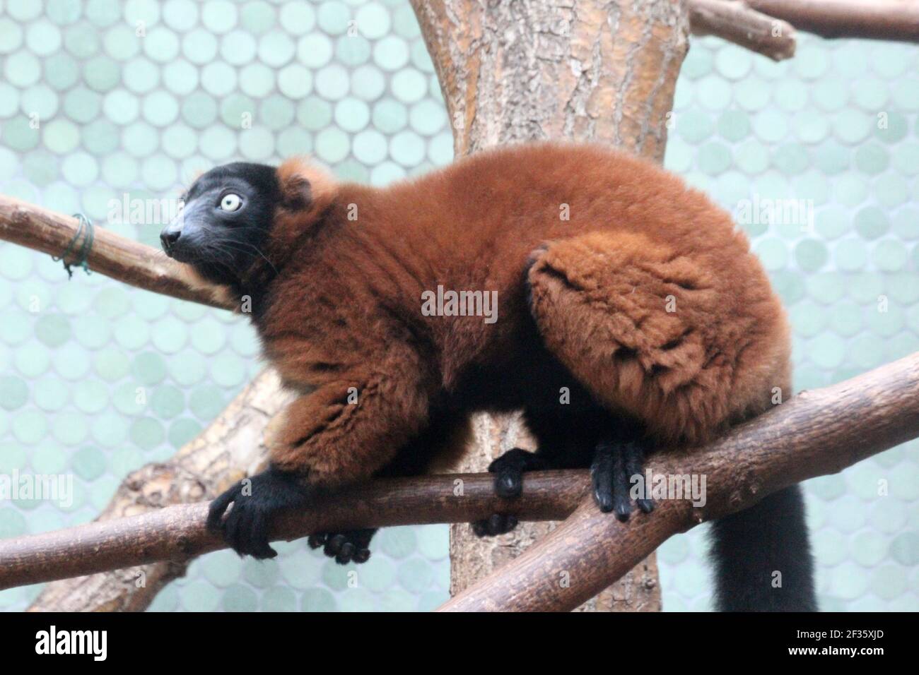 Vari hi-res stock photography and images - Alamy