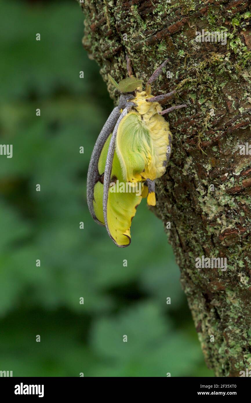 AFRICAN MOON MOTH Actias mimosae Distribution: South and central Africa ...