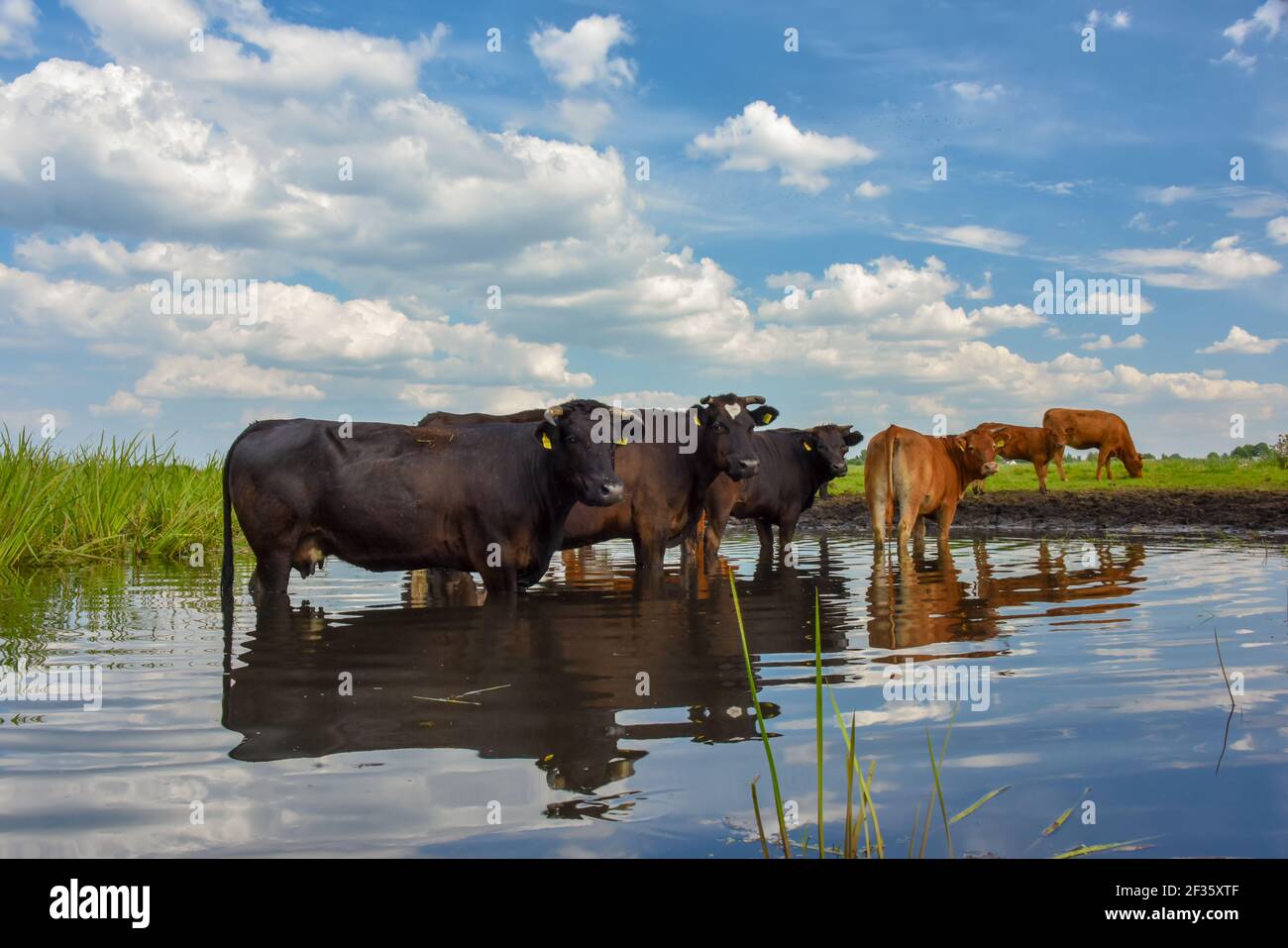 Cows standing in a pond on a meadow. Animals reflection in water Stock ...