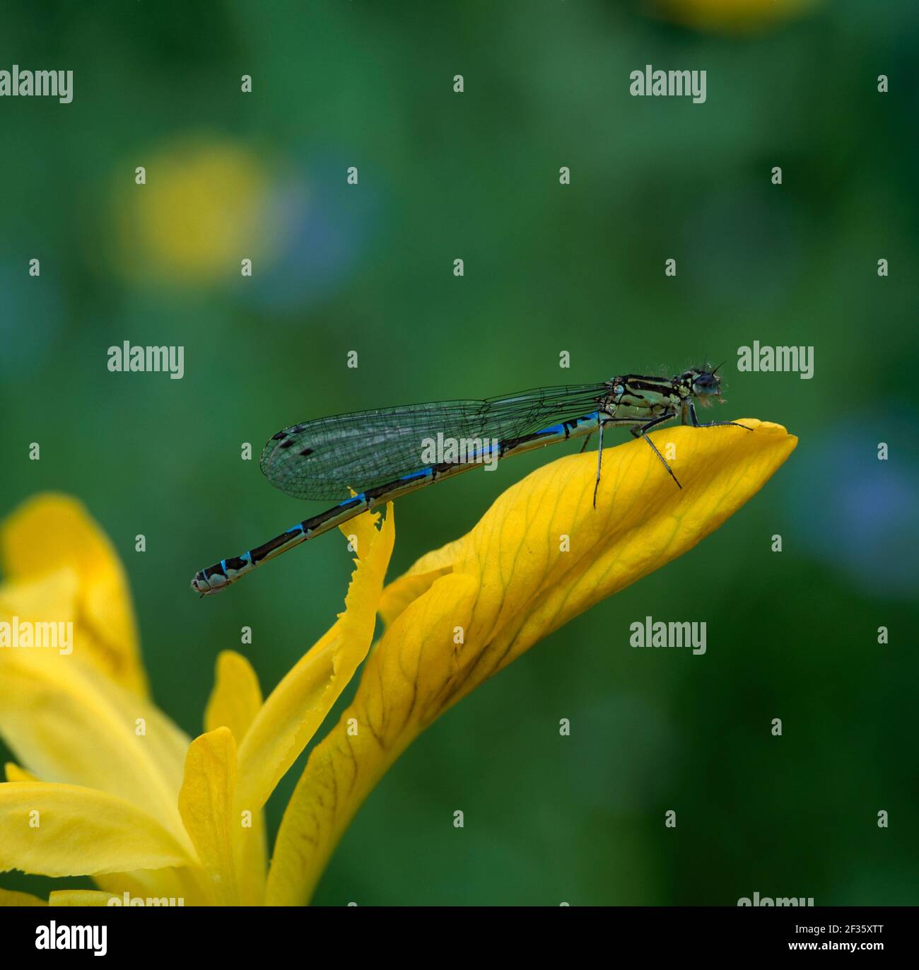 Female variable damselfly hi-res stock photography and images - Alamy