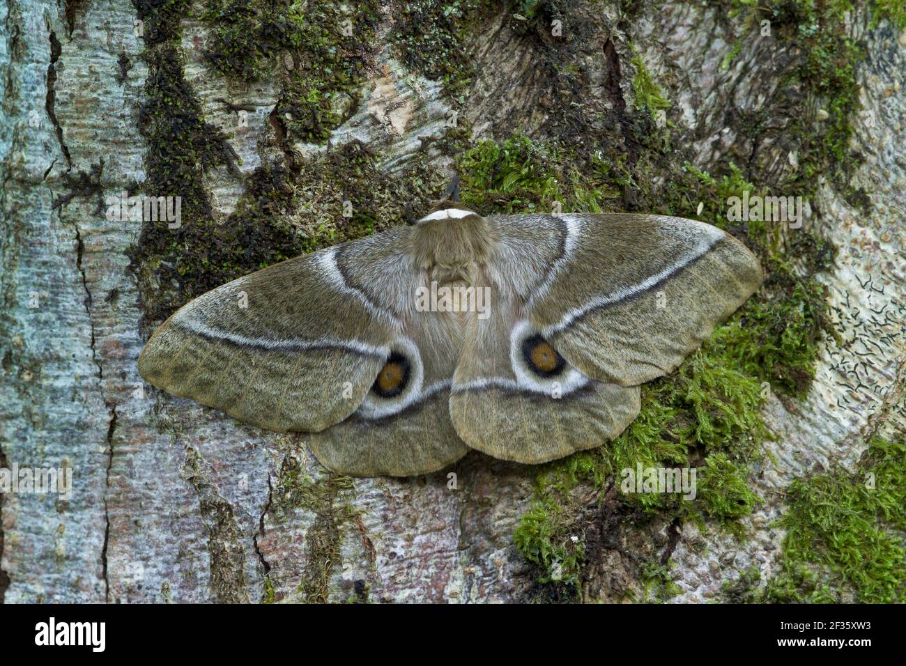 ANOMALOUS EMPEROR MOTH Gonimbrasia belina Distribution: Eastern half of ...