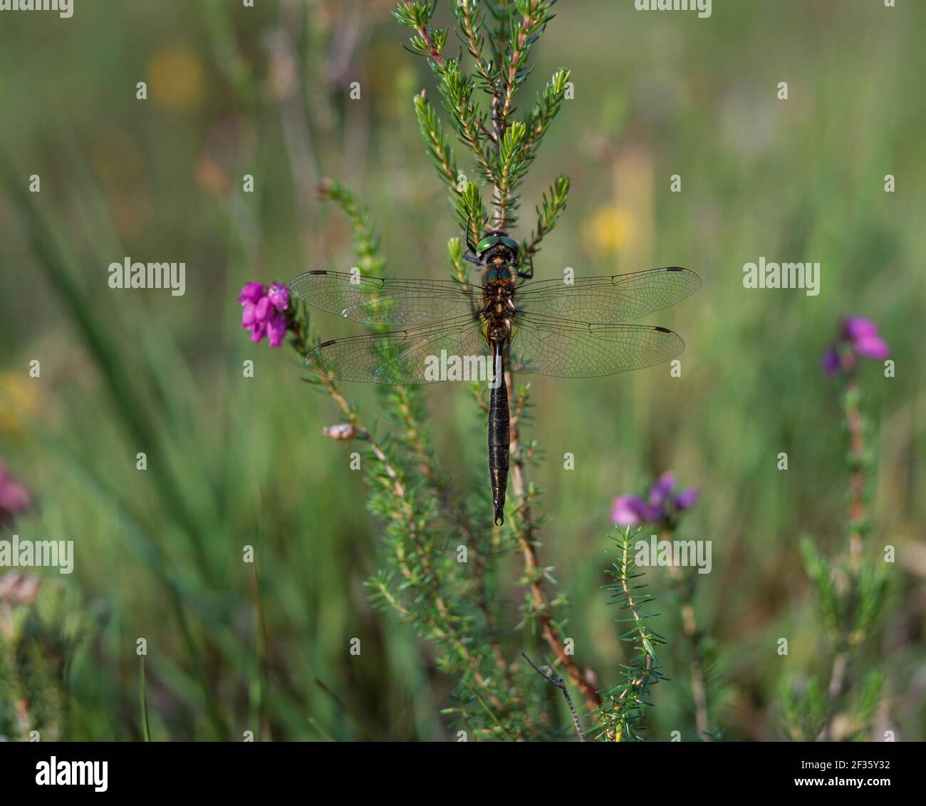 NORTHERN EMERALD DRAGONFLY Somatochlora arctica on heather Eire, Credit ...