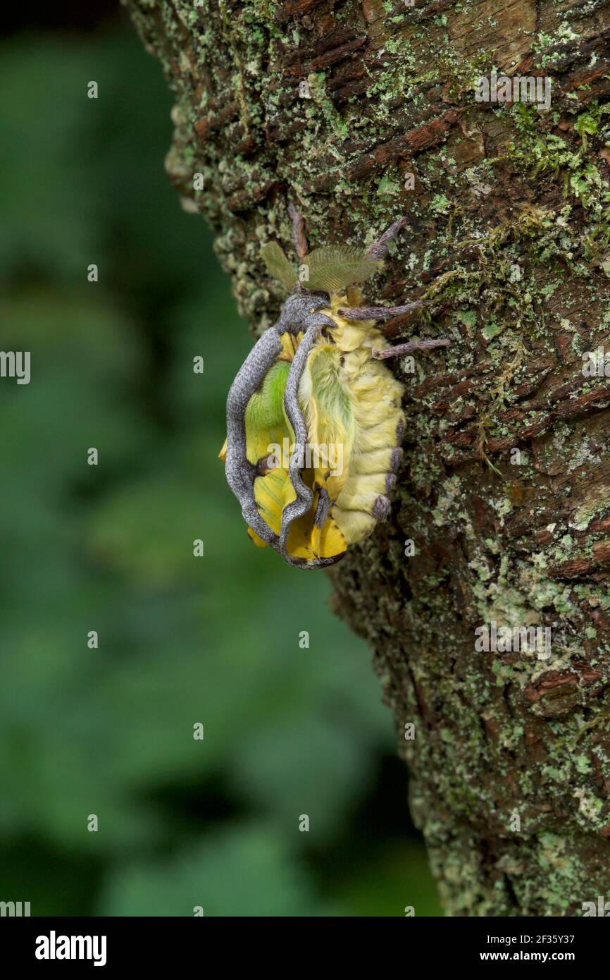 African moon moths hi-res stock photography and images - Alamy