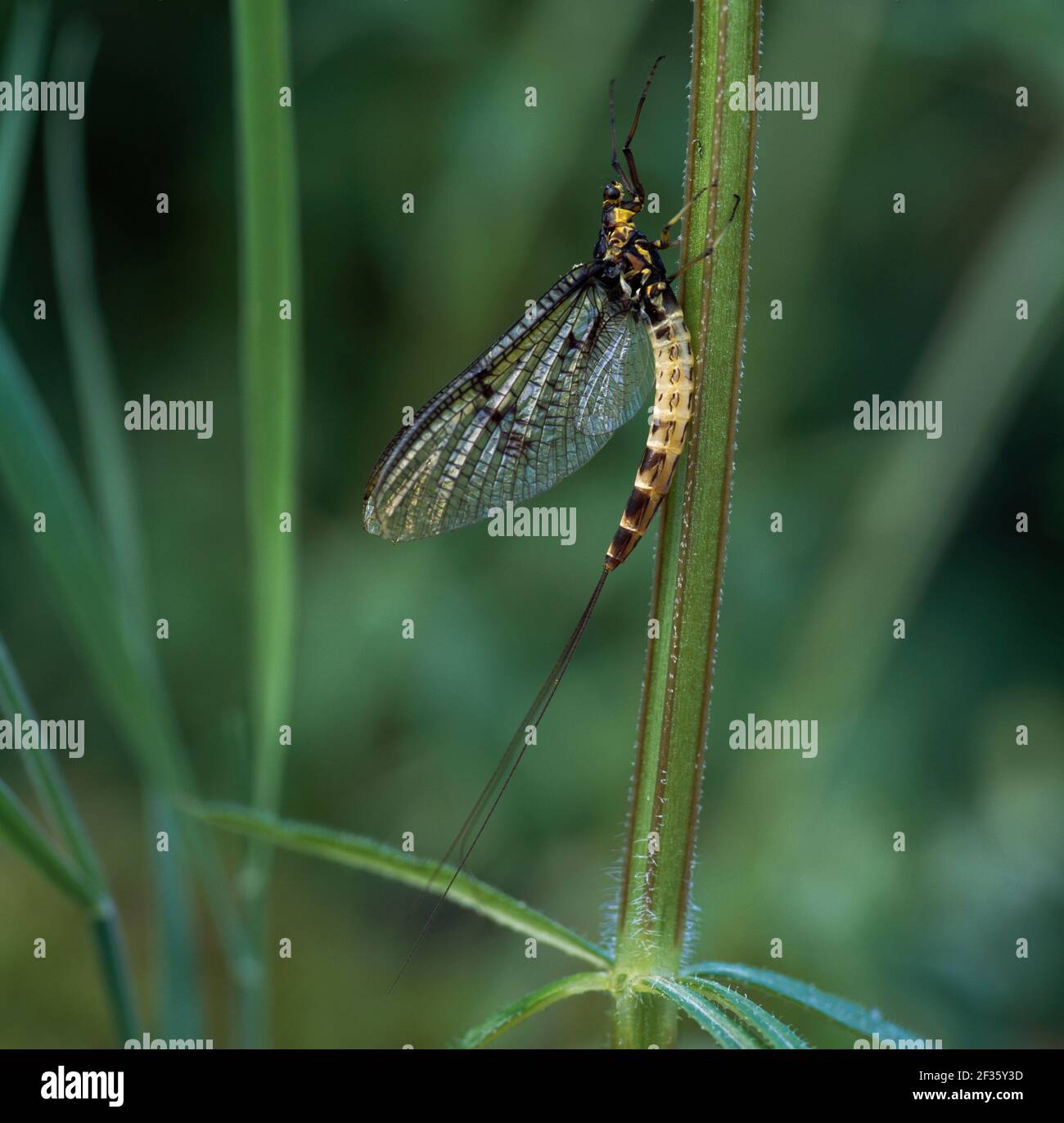 GREY DRAKE MAYFLY female Ephemera danica Fermanagh, south western ...