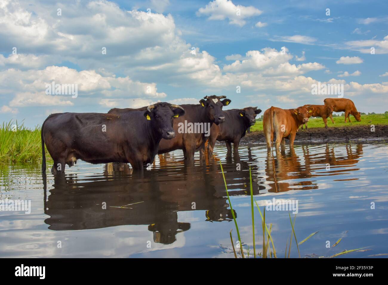 Cows standing in a pond on a meadow. Animals reflection in water Stock ...