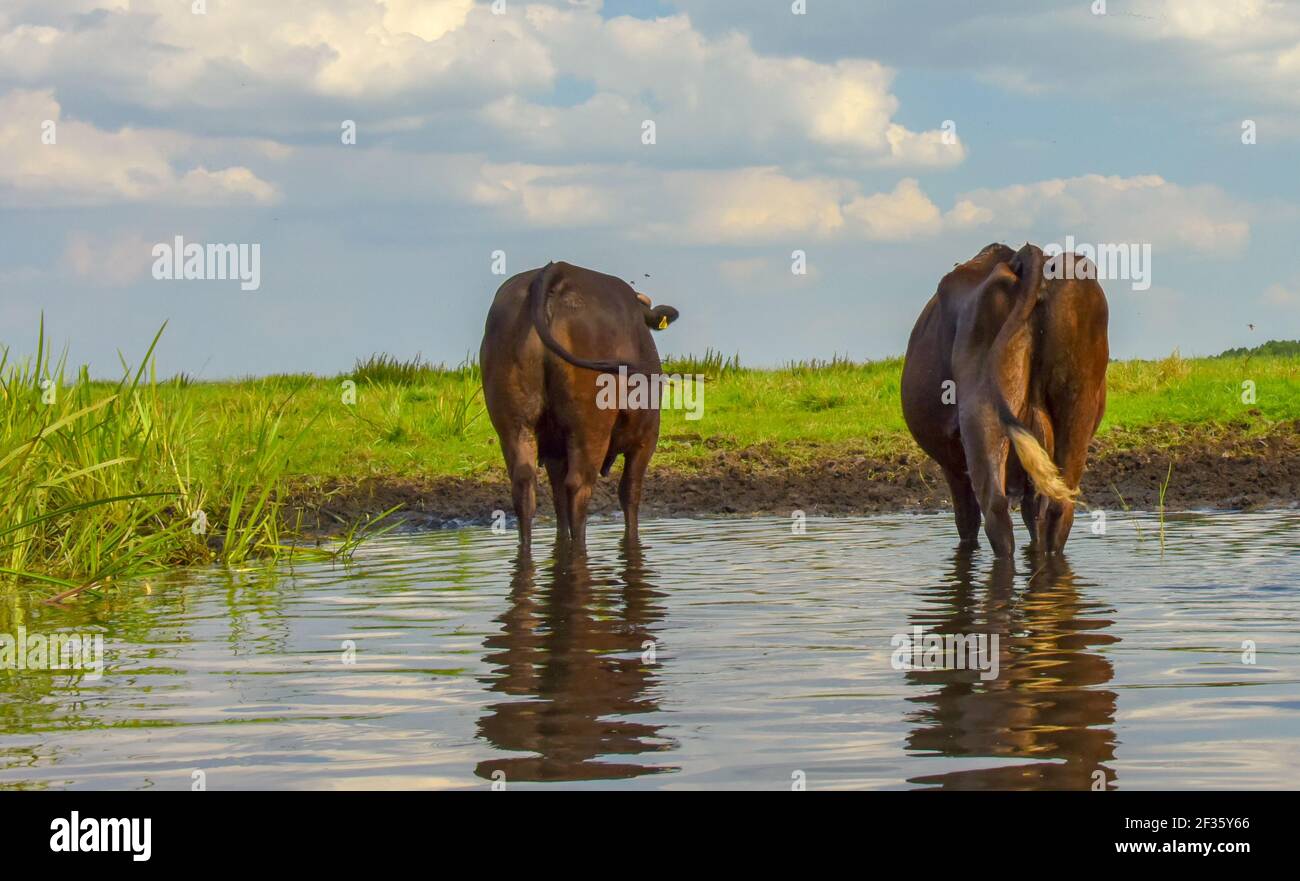 Cattle pond hi-res stock photography and images - Alamy