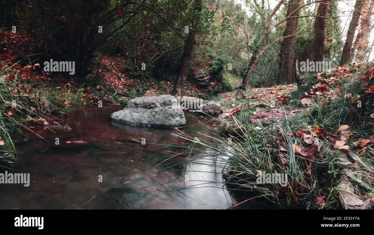 Beautiful forest stream trees hi-res stock photography and images - Alamy