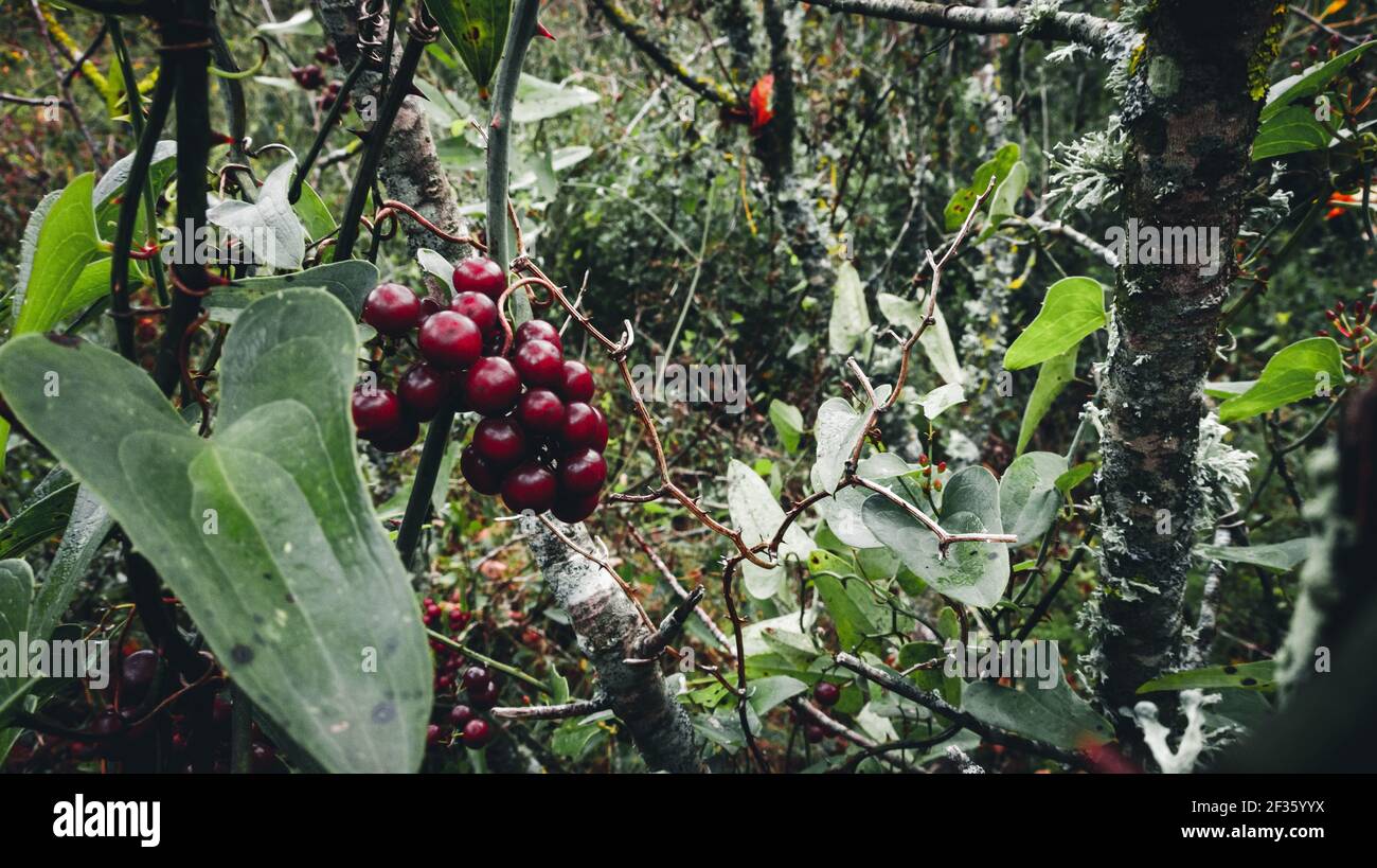 A closeup of wild berry fruits in a forest Stock Photo - Alamy