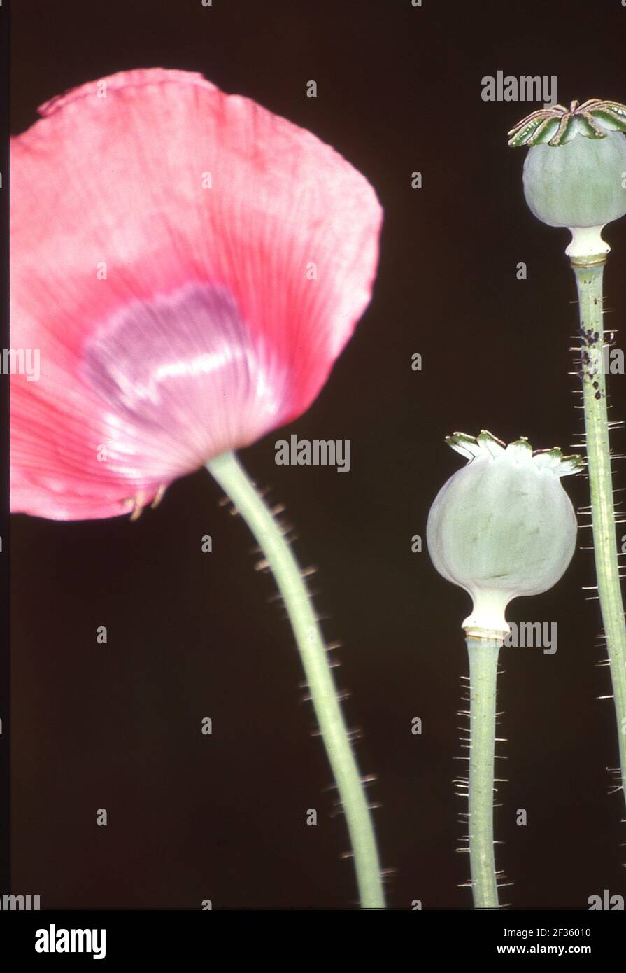 Flowers and critters on flowers Stock Photo - Alamy