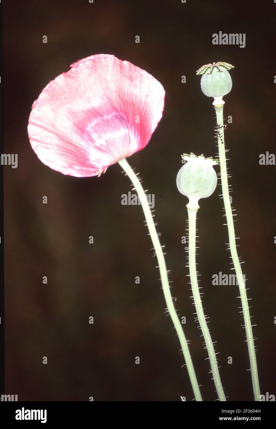 Critters Still High Resolution Stock Photography and Images - Alamy