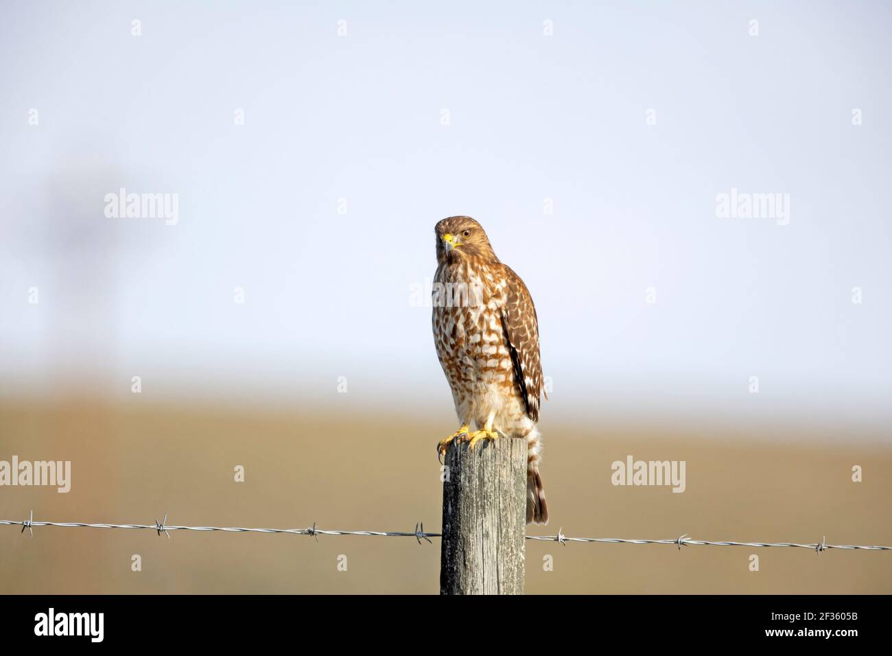 Red shouldered Hawk on Fence Post Stock Photo - Alamy
