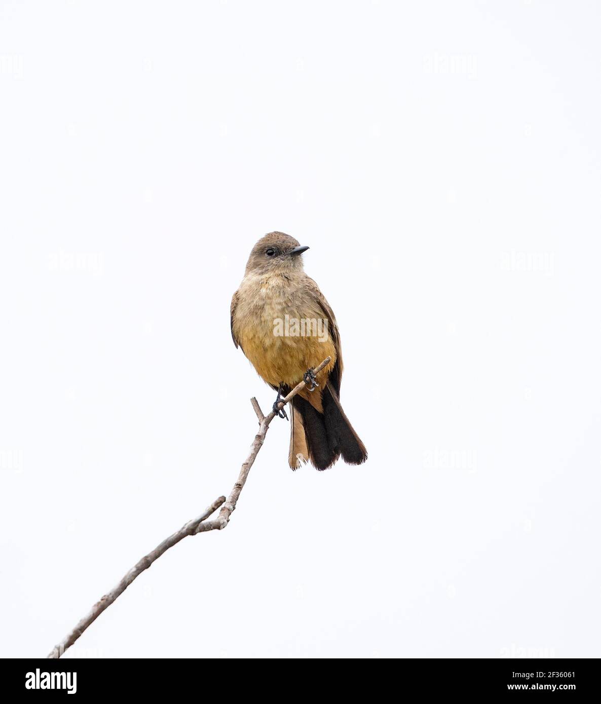 Say's phoebe hi-res stock photography and images - Alamy