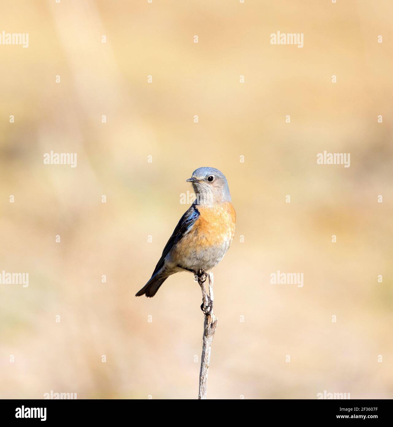 Western Bluebird Female
