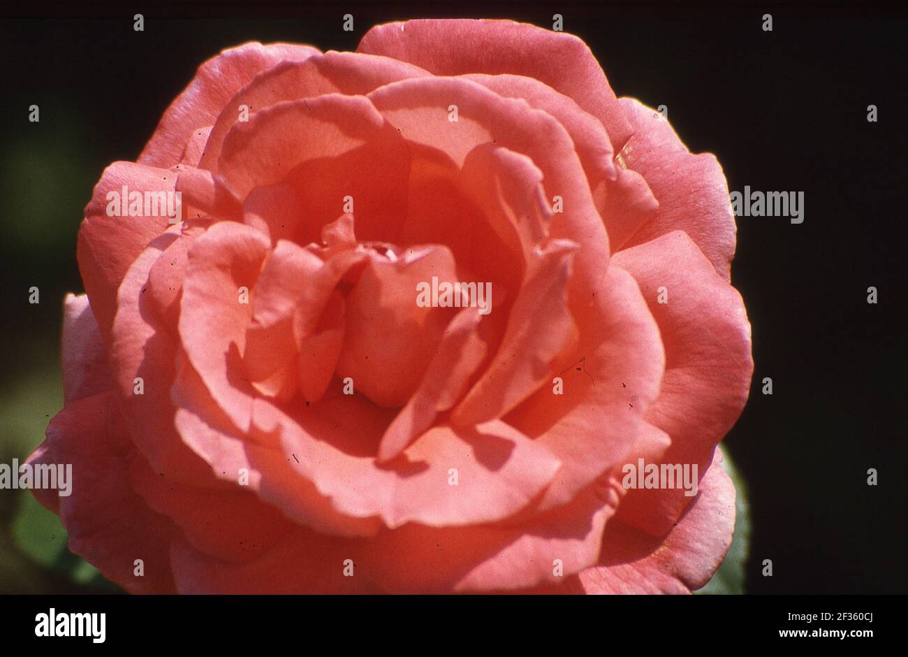 Flowers and critters on flowers Stock Photo - Alamy