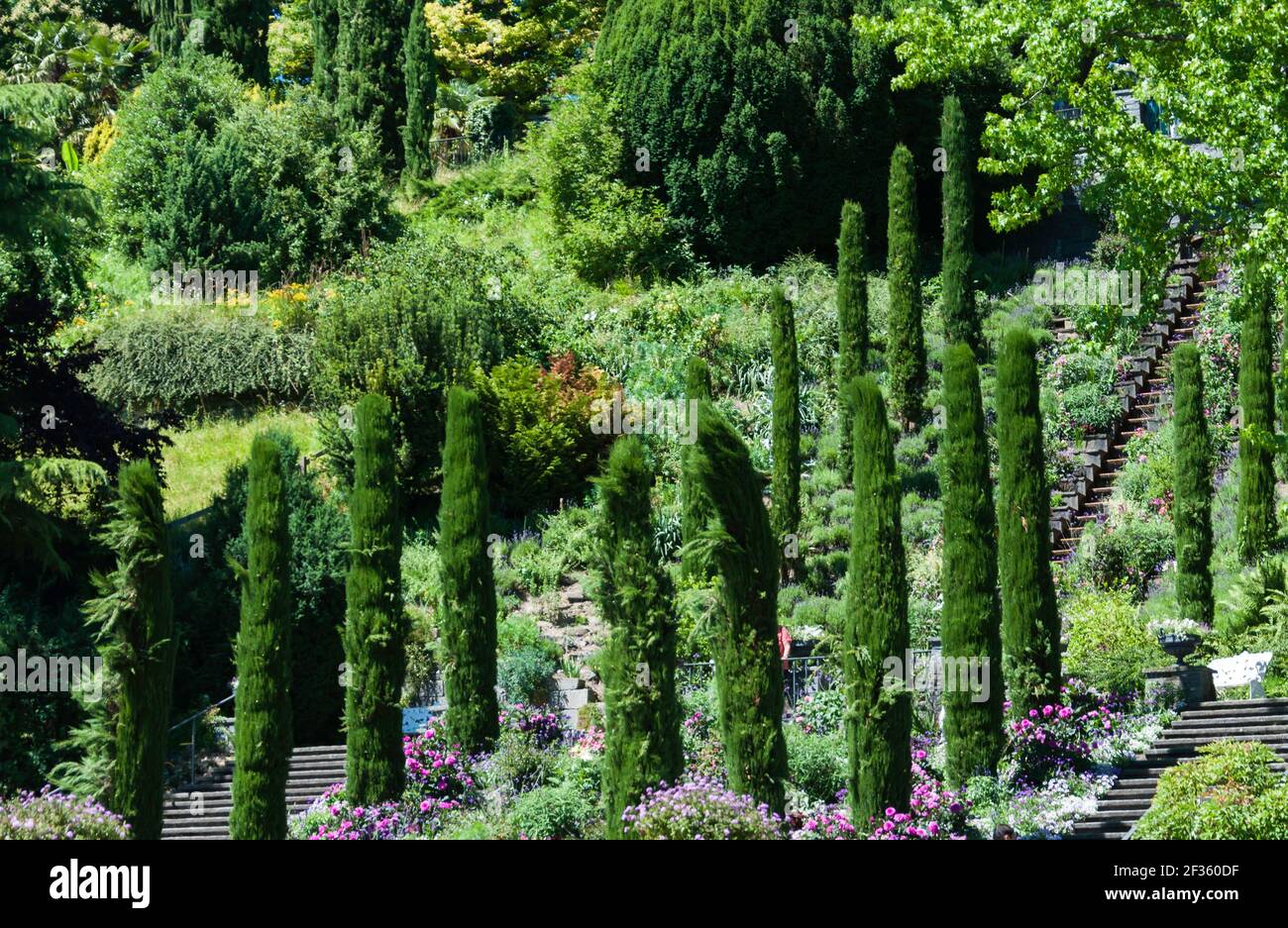 Trees arranged in a column shape in a park on a slope Stock Photo - Alamy