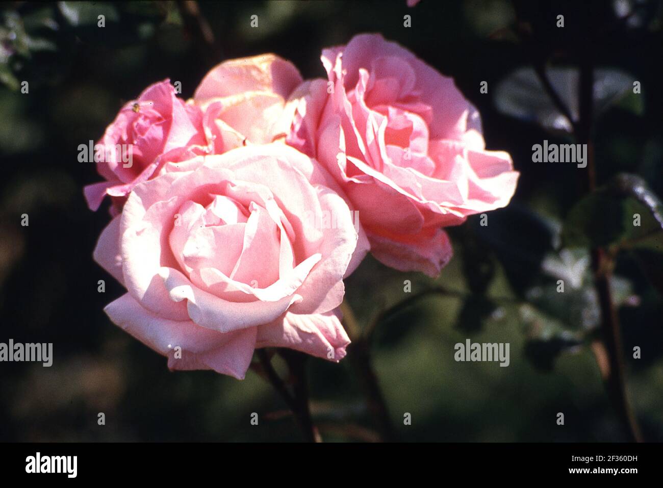 Flowers and critters on flowers Stock Photo - Alamy