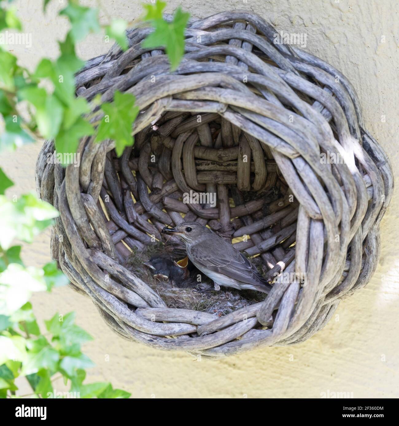 Grauschnäpper, Grau-Schnäpper brütet in einem alten Korb am Haus, mit ...