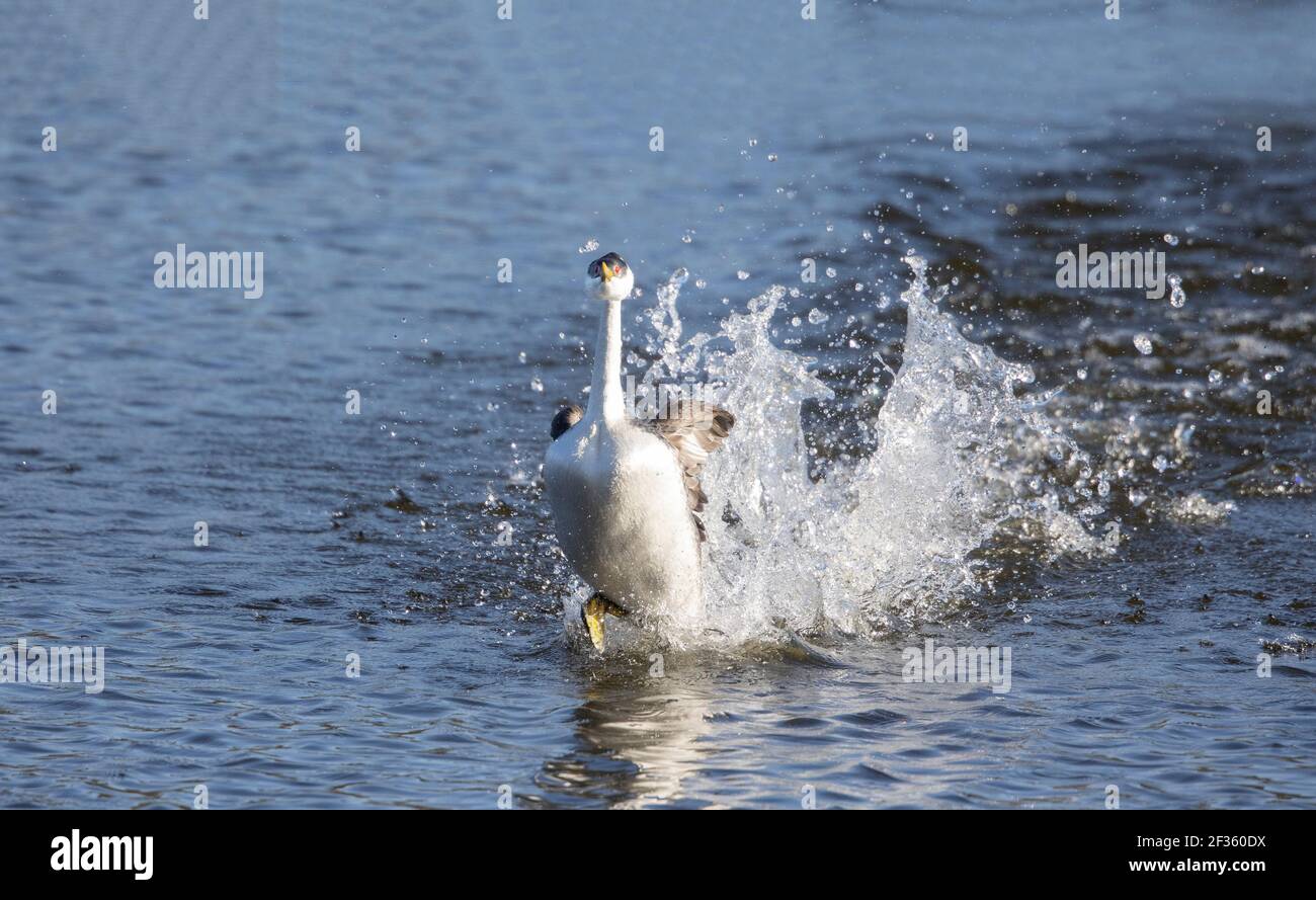 Western Grebes Mating Behavior High Resolution Stock Photography and ...