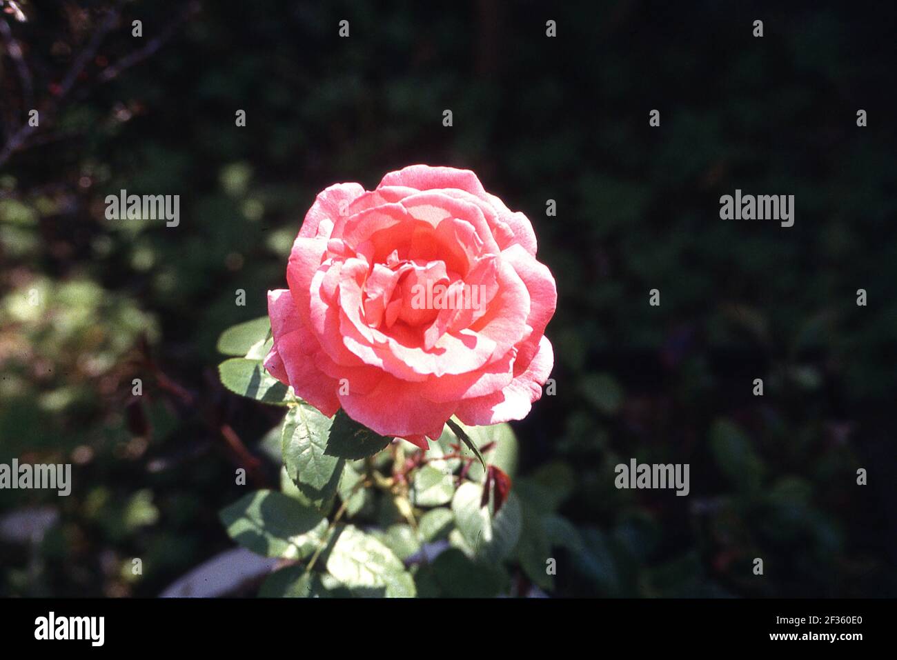 Flowers and critters on flowers Stock Photo - Alamy