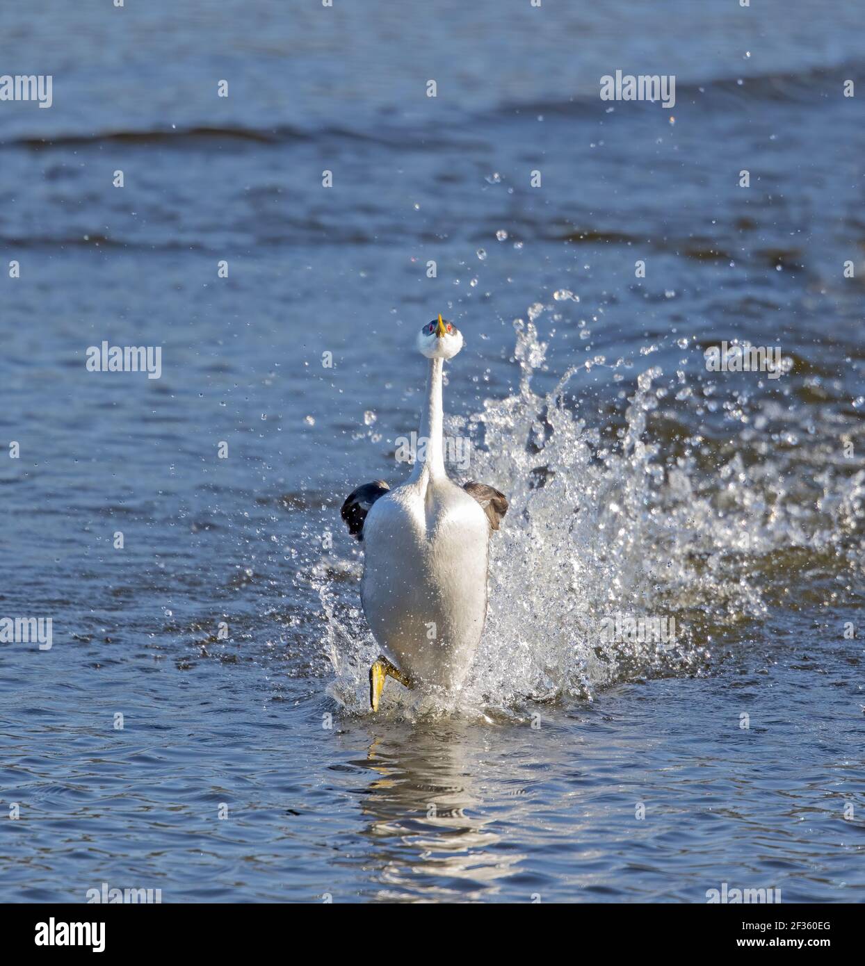 Western Grebes Mating Behavior High Resolution Stock Photography and ...