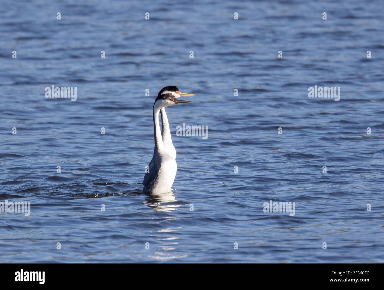Western Grebes Mating behavior Stock Photo - Alamy