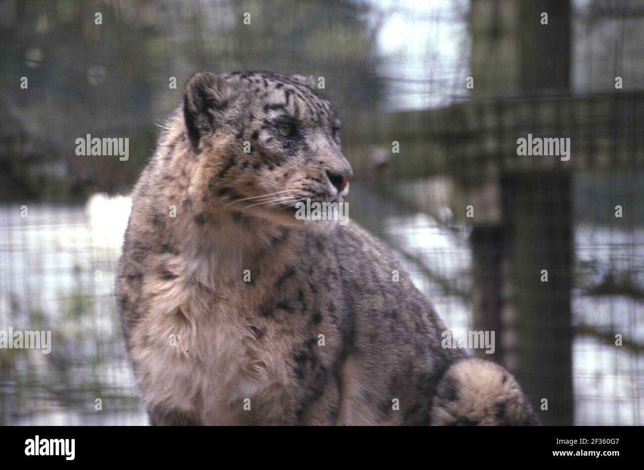 Various Animals in British Zoos and wildlife parks Stock Photo - Alamy