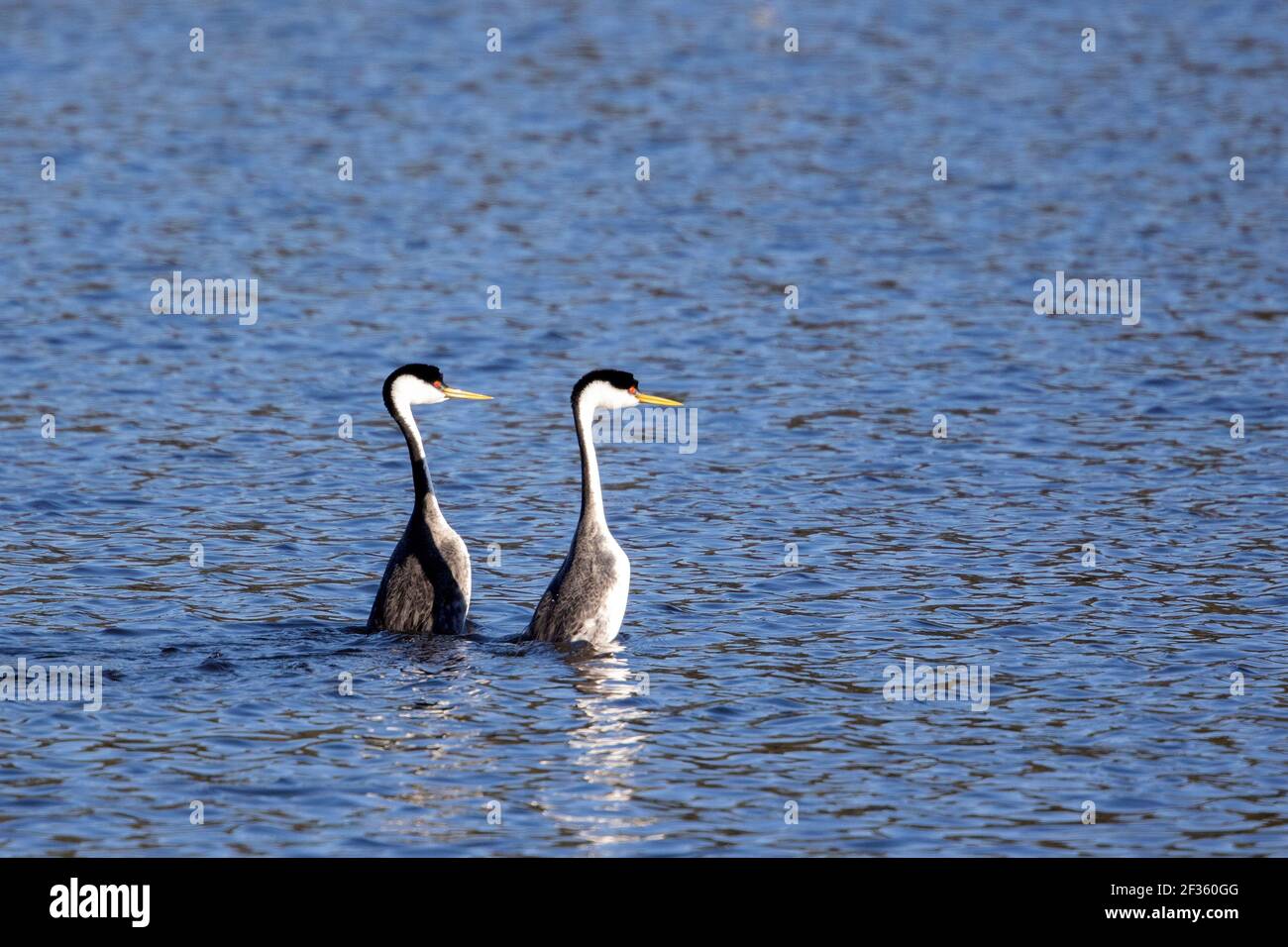 Western Grebes Mating behavior Stock Photo - Alamy