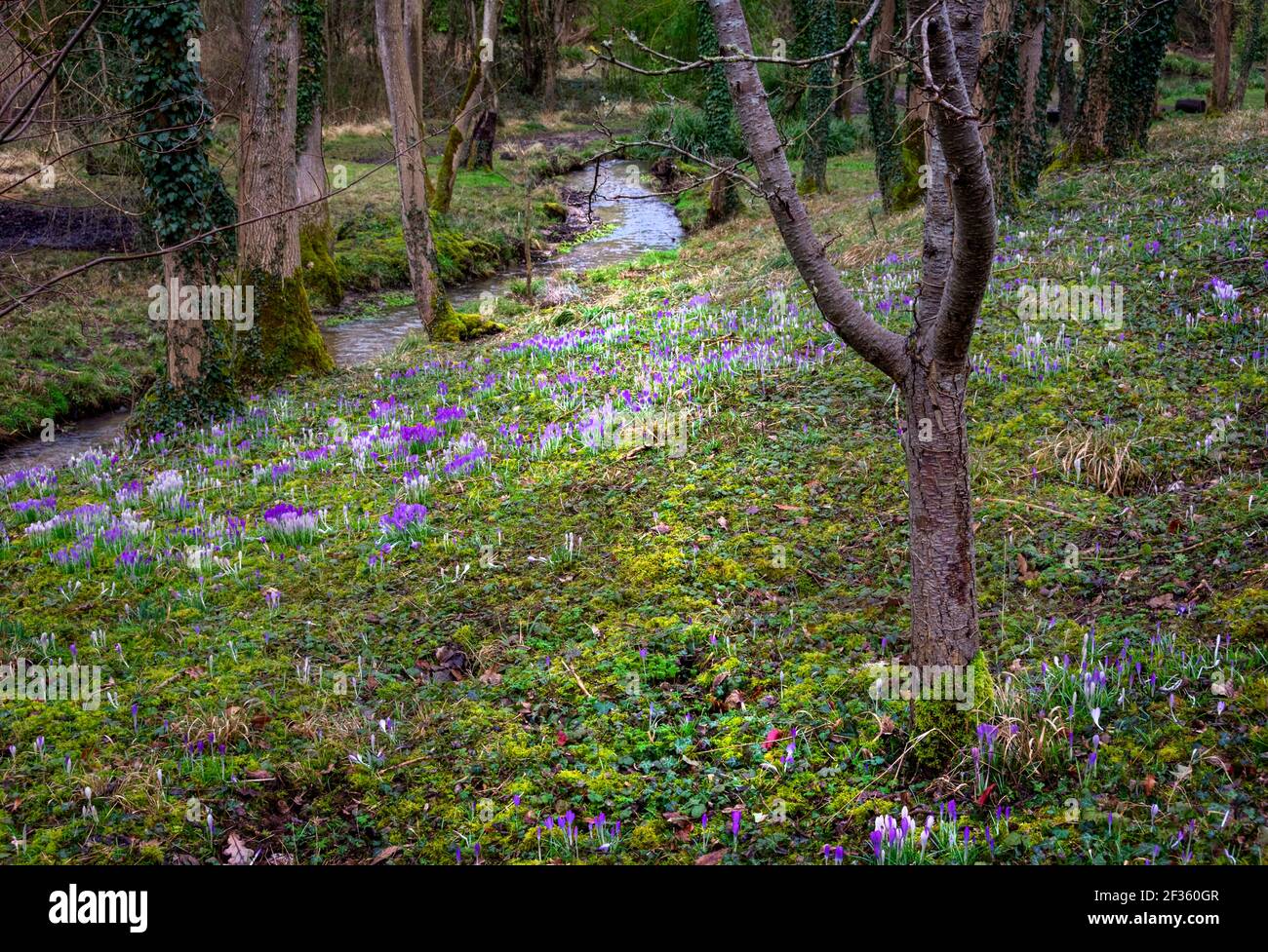 Tree bulbous trunk hi-res stock photography and images - Alamy