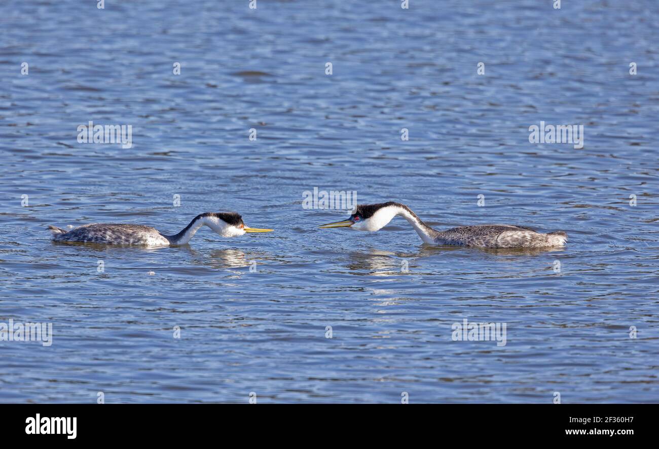 Western Grebes Mating behavior Stock Photo - Alamy