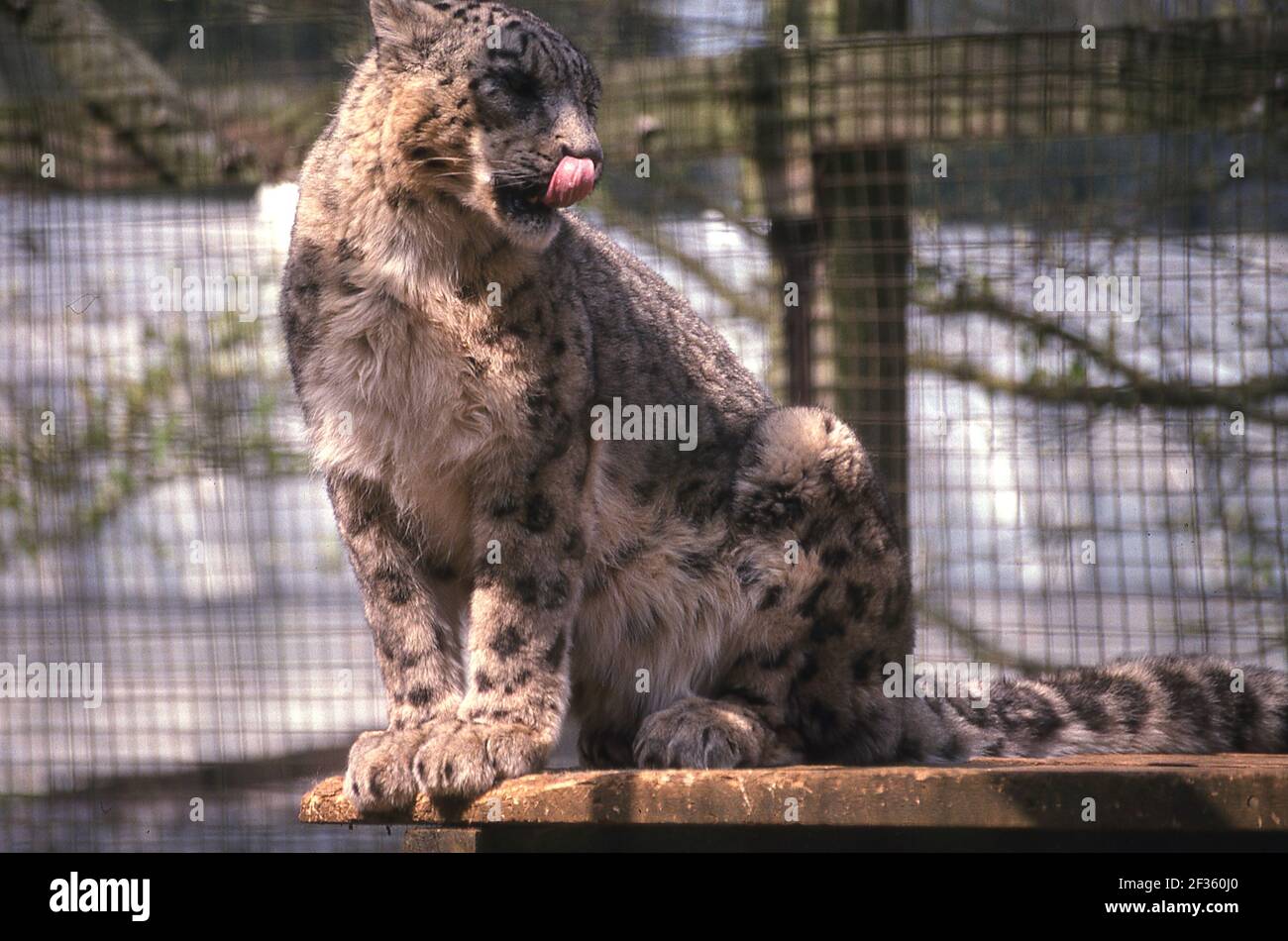 Various Animals in British Zoos and wildlife parks Stock Photo - Alamy