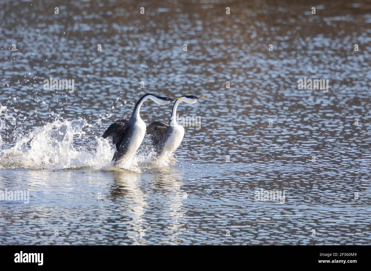 Western Grebes Mating Behavior High Resolution Stock Photography and ...