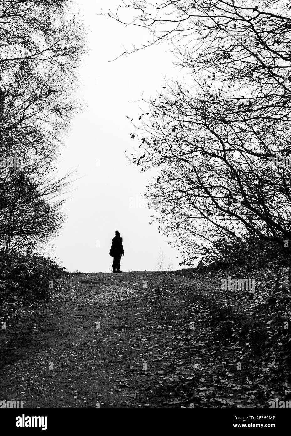 On woodland path hi-res stock photography and images - Alamy