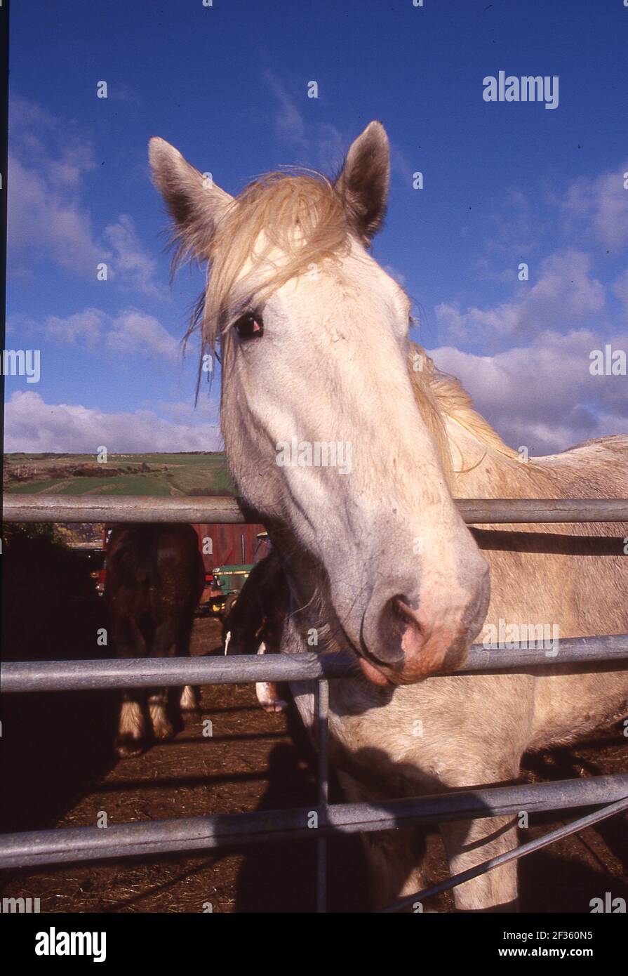 Horses in a paddock Stock Photo - Alamy